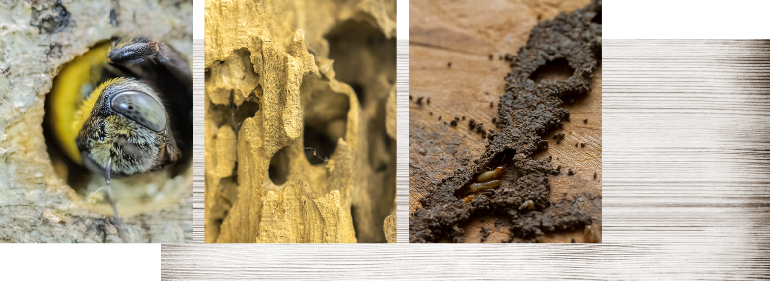 Wood-destroying insect and termite inspection.